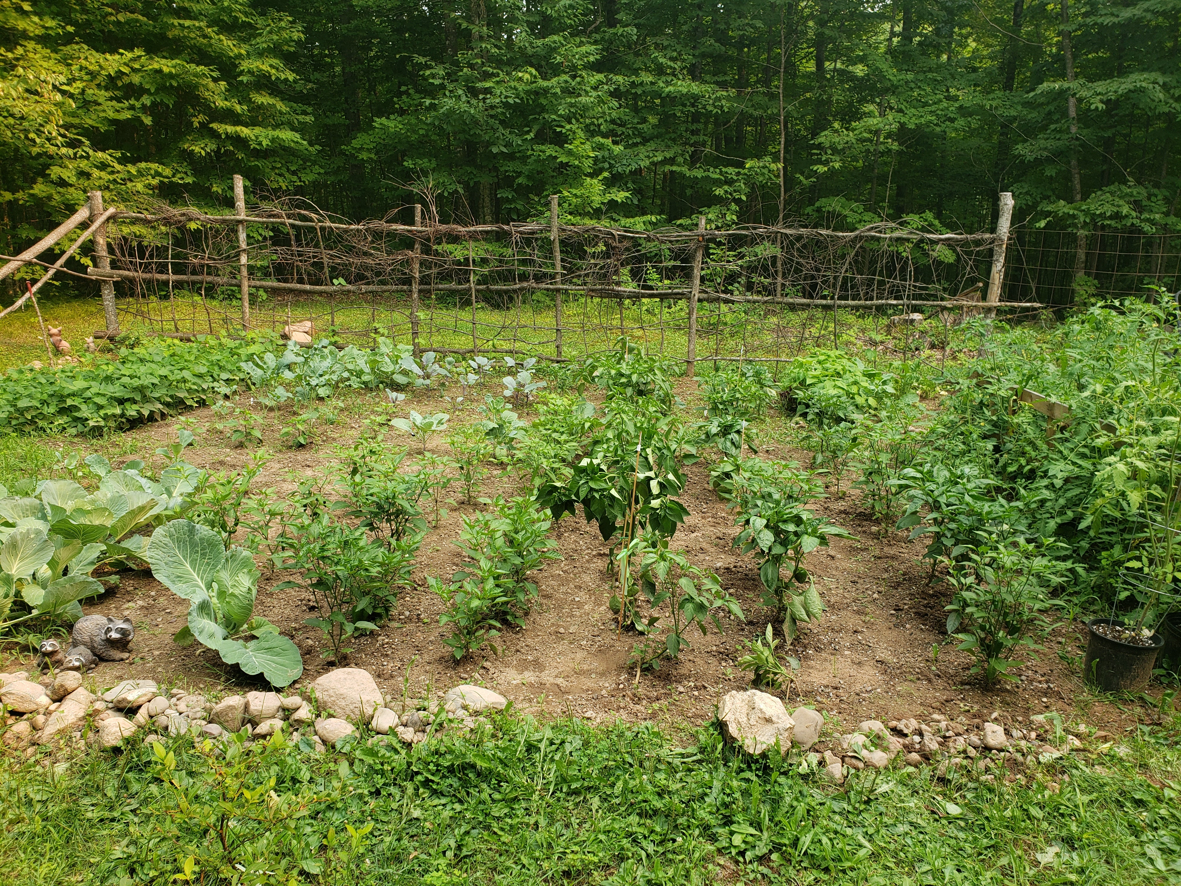 July Garden Update – The Homestead Shed